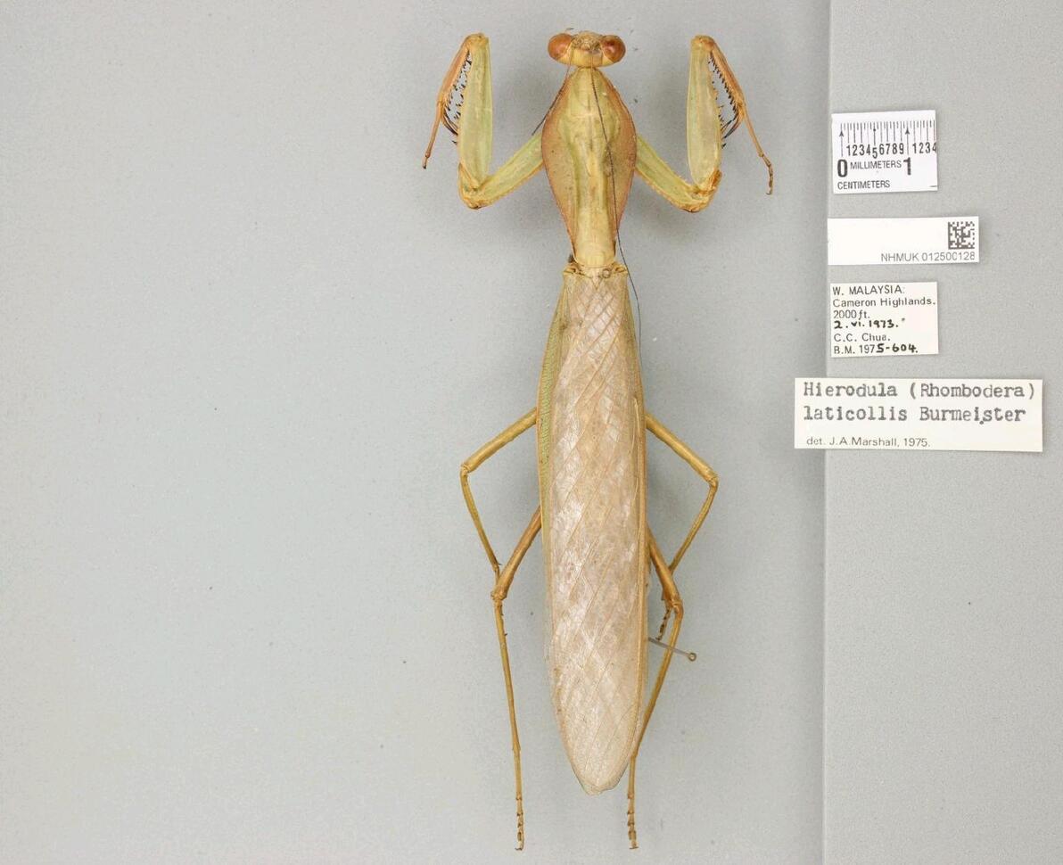 菱背螳属（Rhombodera）中文名翻译 - 哔哩哔哩