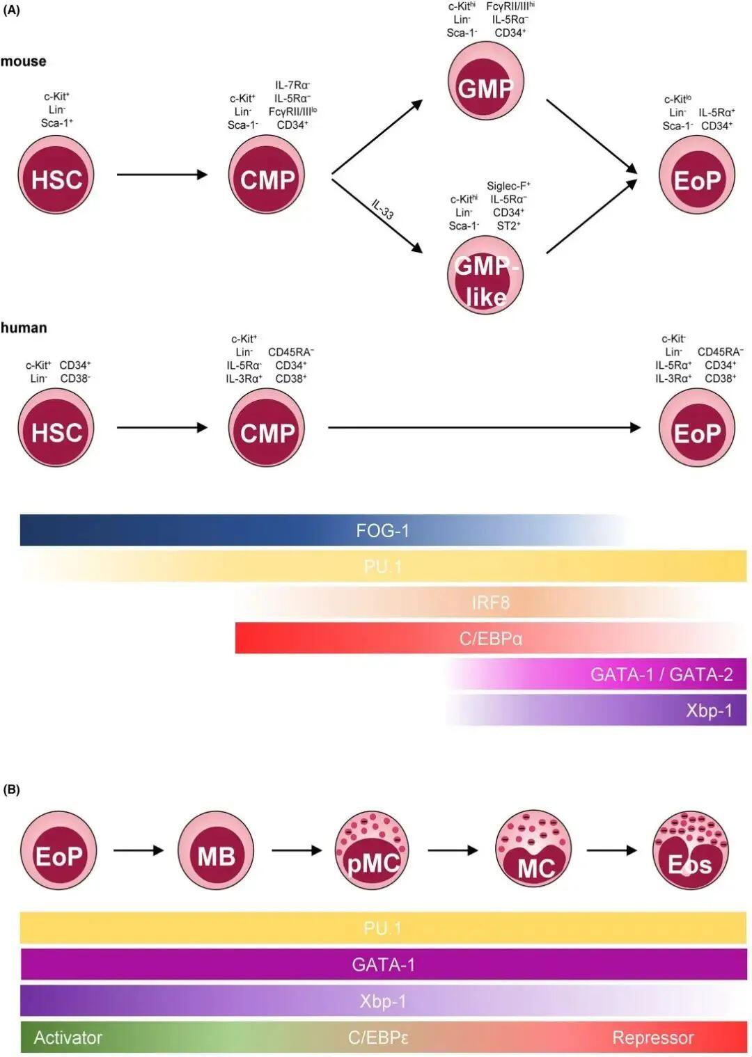 万字总结：嗜酸性粒细胞概述及研究思路 - 哔哩哔哩