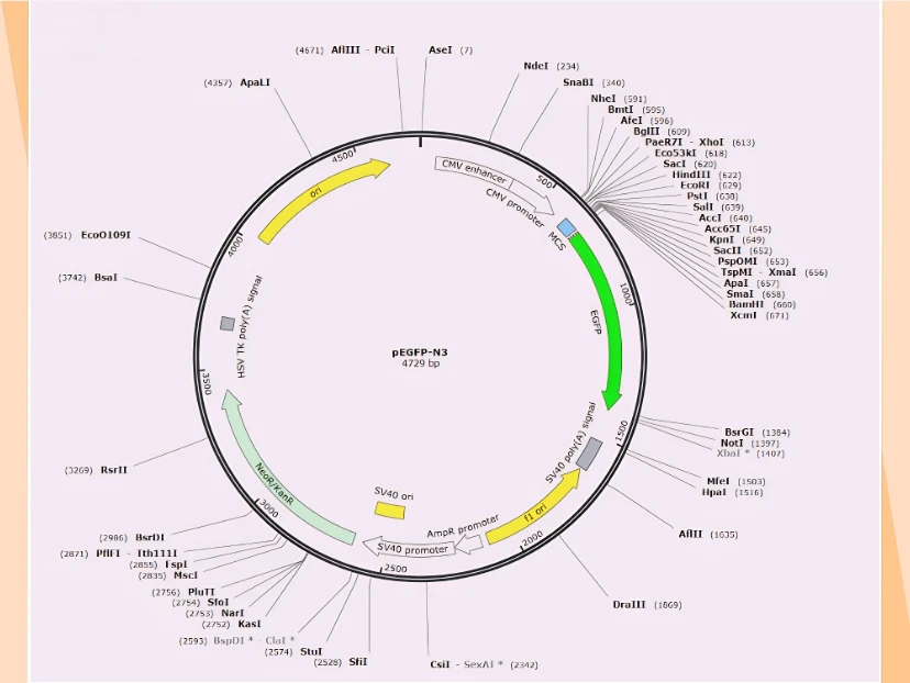 pEGFP-N3 Vector的全攻略，从基本介绍到应用的实用指南 - 哔哩哔哩