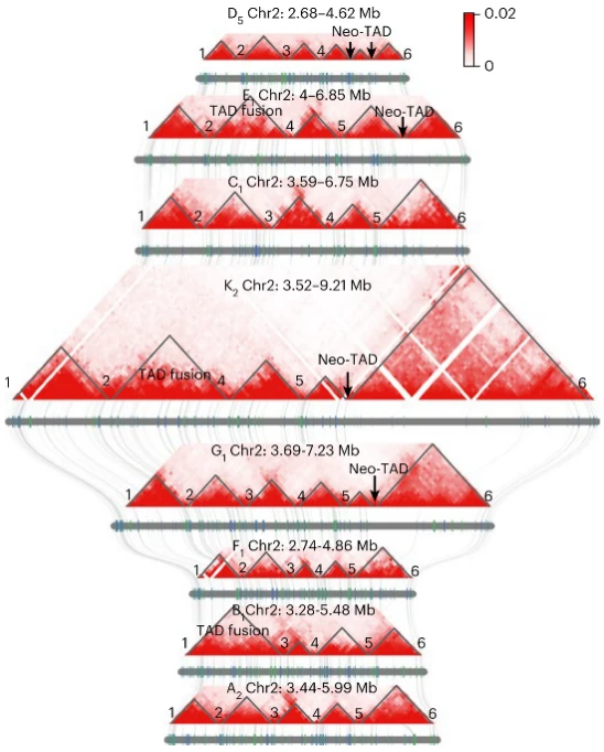 泛3D基因组 | 跨物种表观多组学研究思路（上篇） - 哔哩哔哩