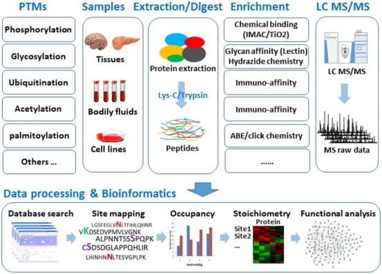 一文带你了解蛋白质翻译后修饰（PTM）研究 - 哔哩哔哩