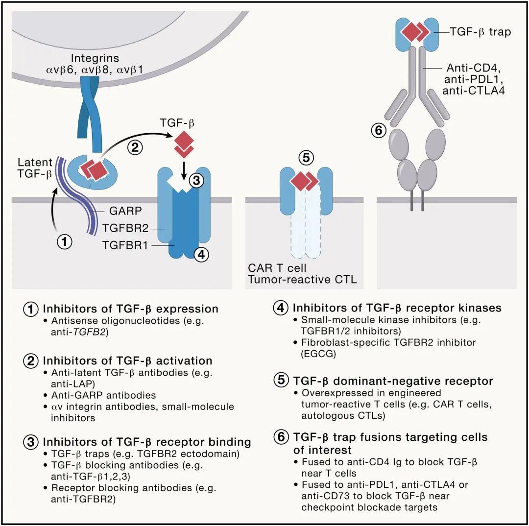 热门信号通路TGF-β：全新盘点（前沿机制/生理影响/病理关联/治疗策略） - 哔哩哔哩