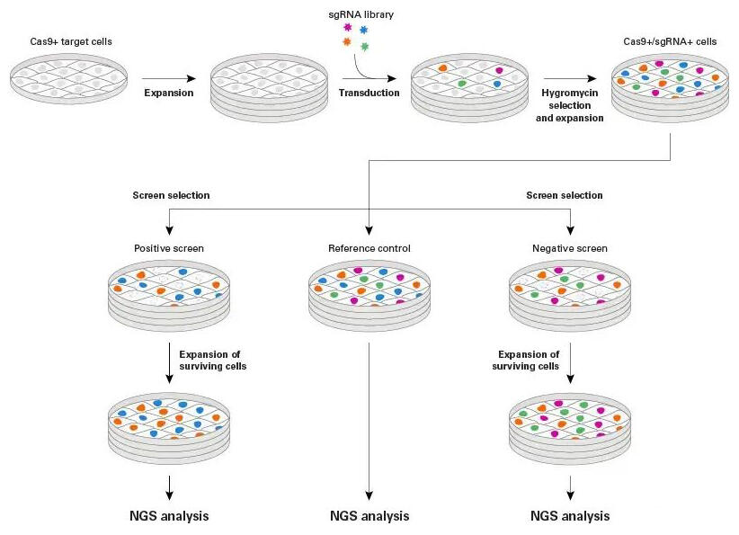 CRISPR screening—sgRNA pool构建流程 - 哔哩哔哩