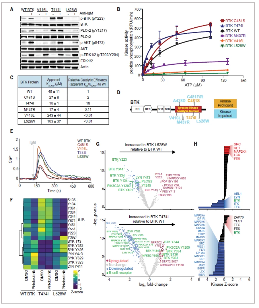 Science |NX-2127介导BTK降解治疗慢性淋巴细胞白血病CLL思路解析 - 哔哩哔哩
