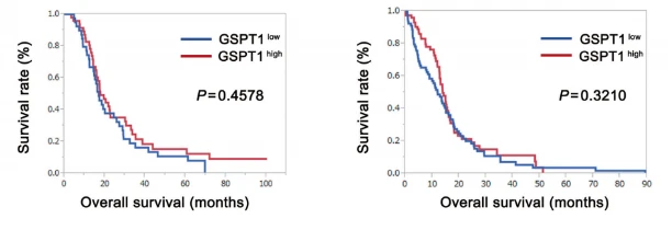 揭秘GSPT1：肿瘤治疗的黄金靶点 - 哔哩哔哩
