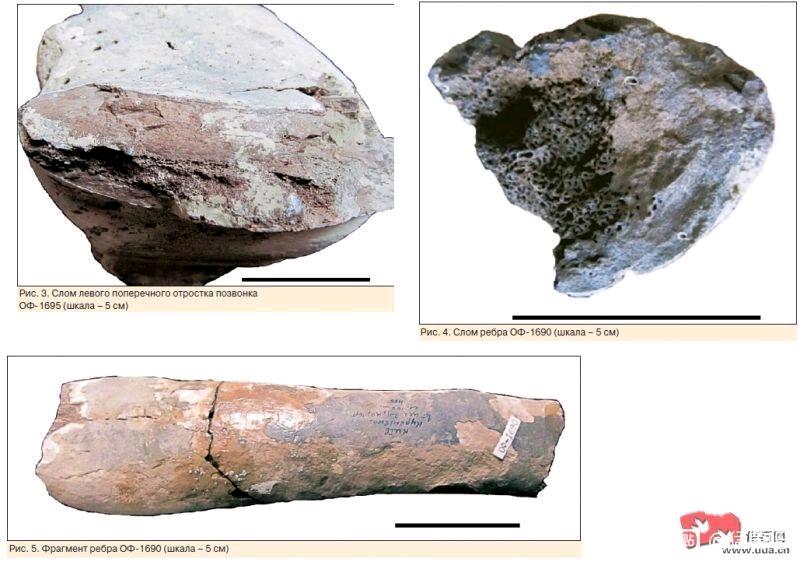 龙王鲸科资料搬运整理 - 哔哩哔哩