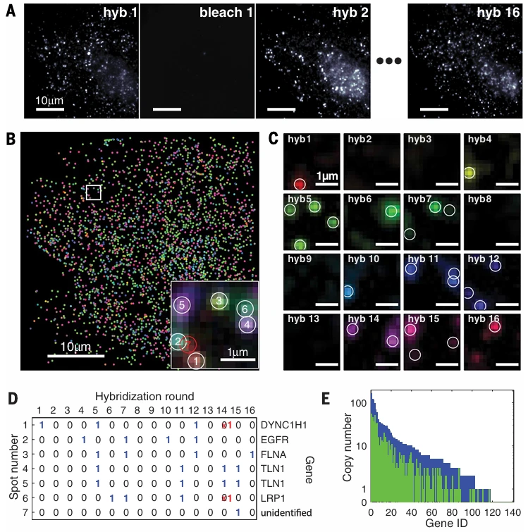 MERFISH：从单分子成像到空间转录组学的高通量探索 - 哔哩哔哩