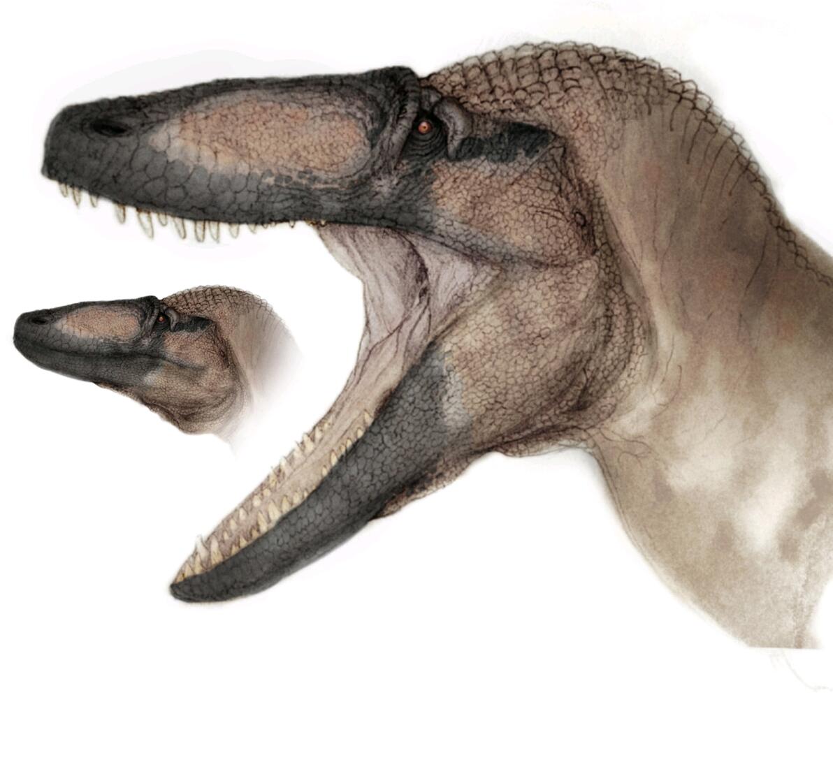 分享古生物图片（第三十三期） - 哔哩哔哩