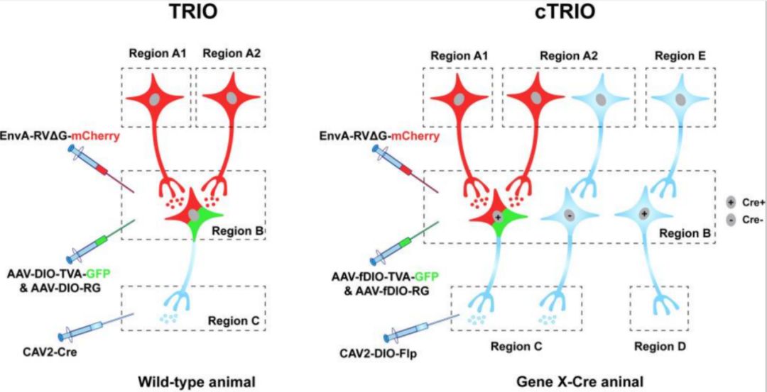 关于重组酶的一切，你想知道的都在这了丨Cre-loxP系统 - 哔哩哔哩
