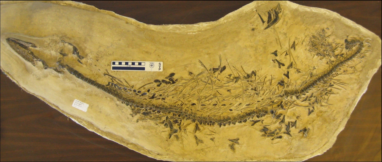 关于斯堪迪亚鲸喉鱼的讨论 - 哔哩哔哩