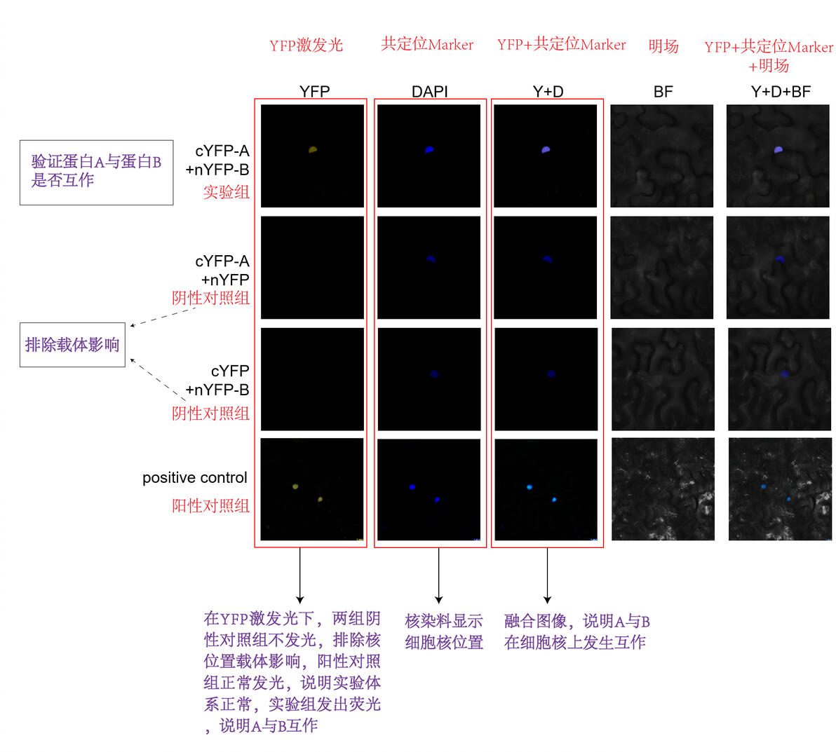荧光系列技术对比：BiFC、LCA与DLR技术全解析 - 哔哩哔哩