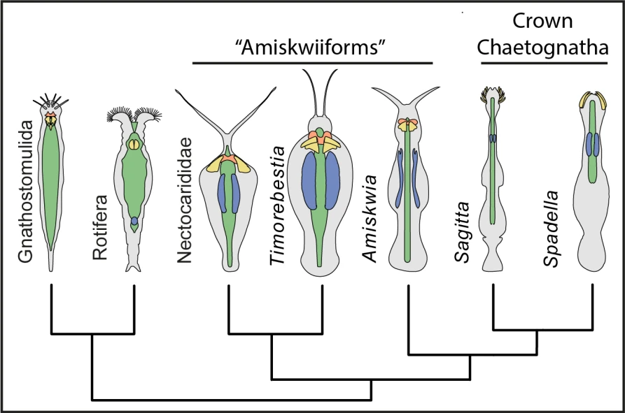 寒武魅影——泳虾科（Nectocarididae）跌宕的研究之路 - 哔哩哔哩