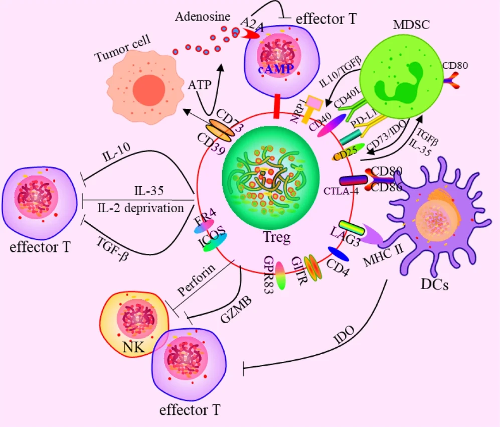 【深度解读】肿瘤微环境中的热门免疫抑制细胞：Treg、TAMs、MDSCs、CAFs - 哔哩哔哩
