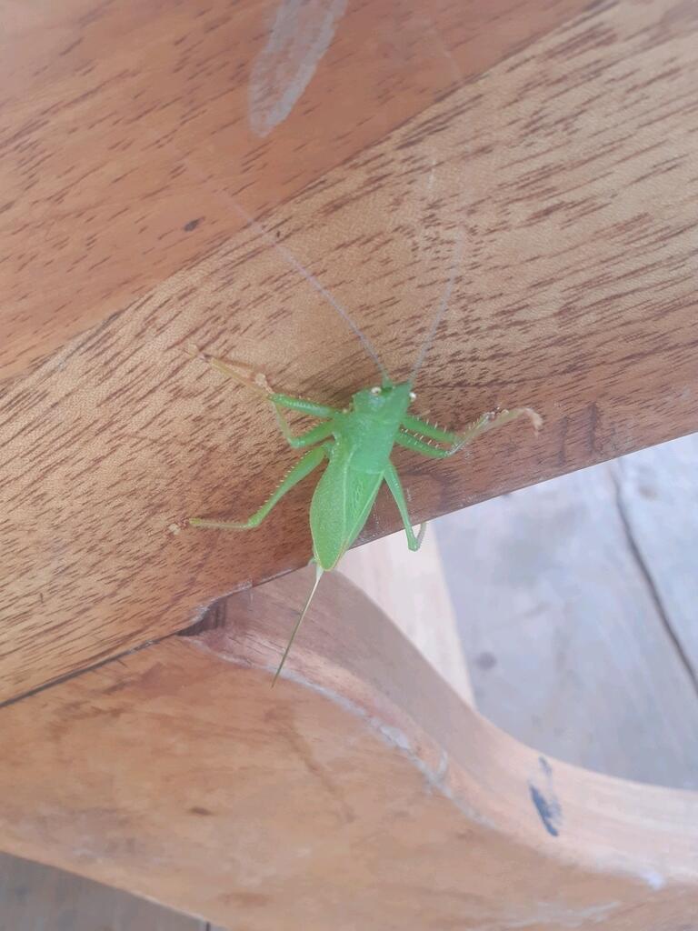 青牛螽属（Copiphora）中文名翻译 - 哔哩哔哩