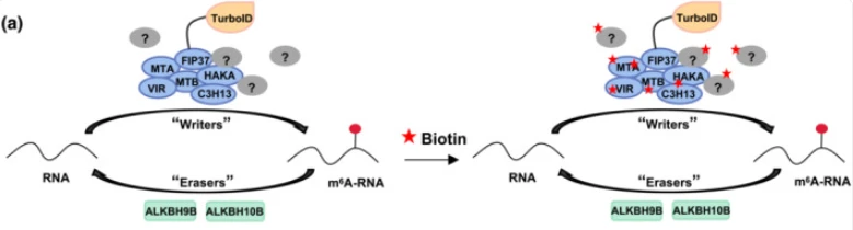 TurboID技术：邻近标记技术的高效工具 - 哔哩哔哩
