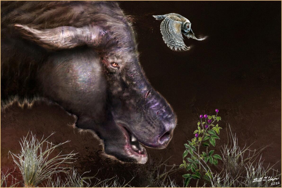 豨科的拉丁学名与中文译名对照 - 哔哩哔哩