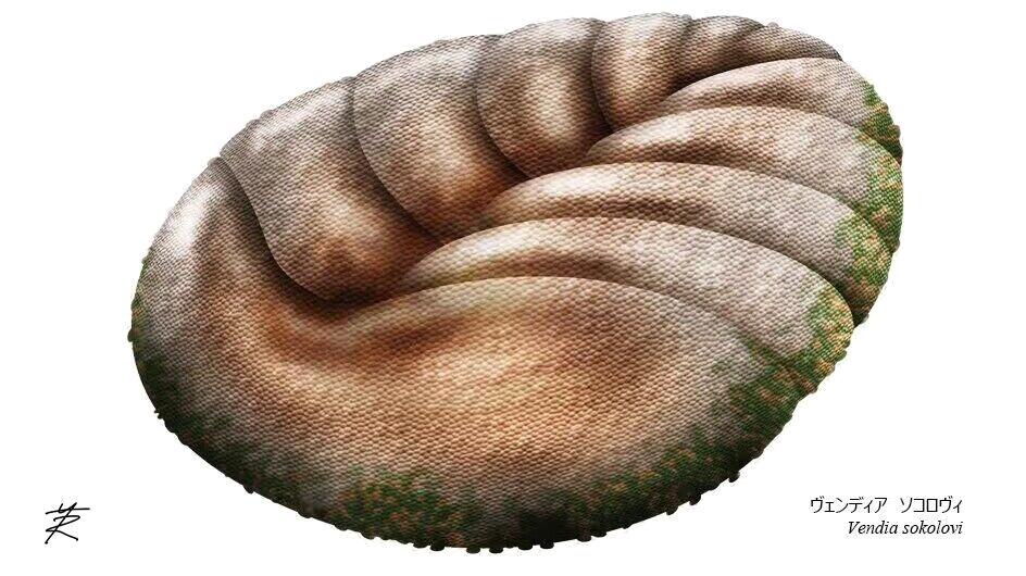 昙花一现，红映一时——前分节动物门（Proarticulata） - 哔哩哔哩