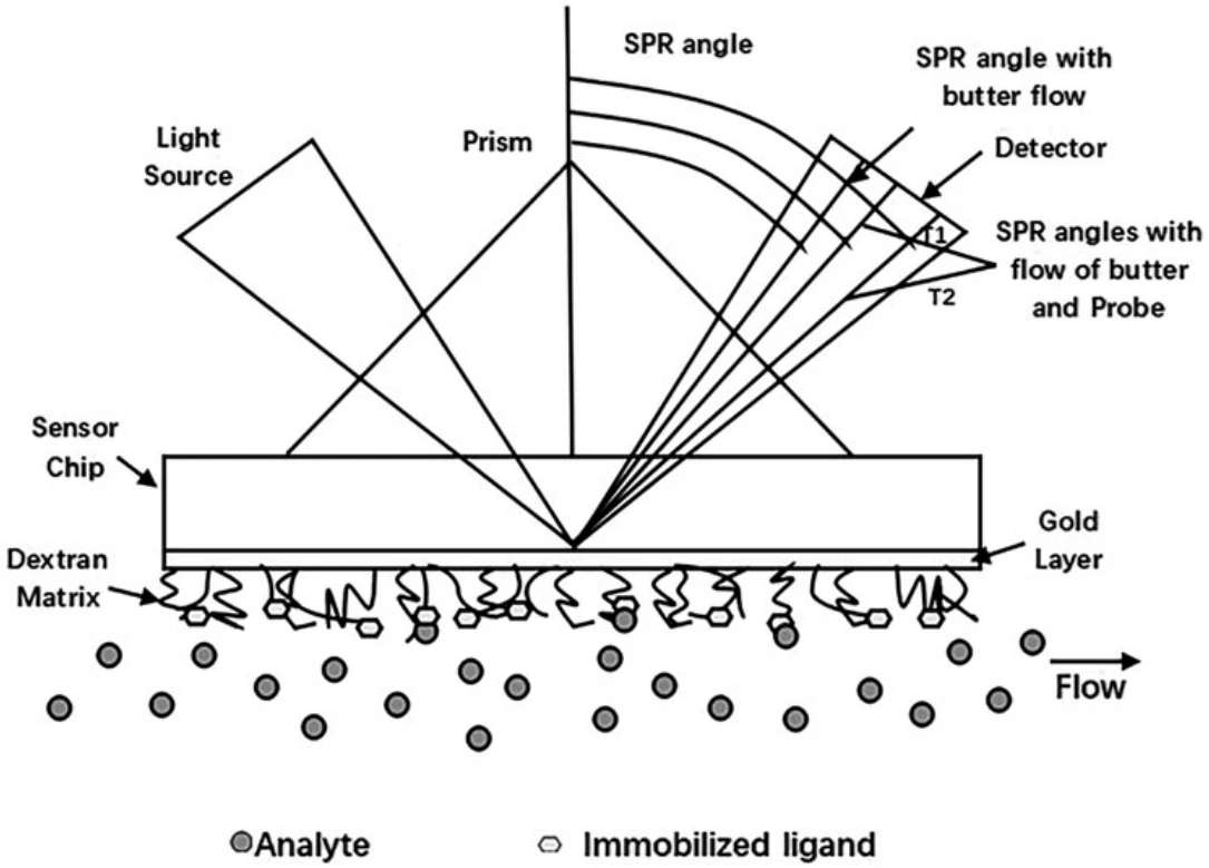 表面等离子共振技术（SPR）在小分子与蛋白质相互作用研究中的应用 - 哔哩哔哩