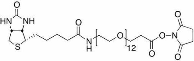 365441-71-0，Biotin PEG24 NHS ester，用于制备生物素化蛋白、抗体、多肽等生物分子 - 哔哩哔哩