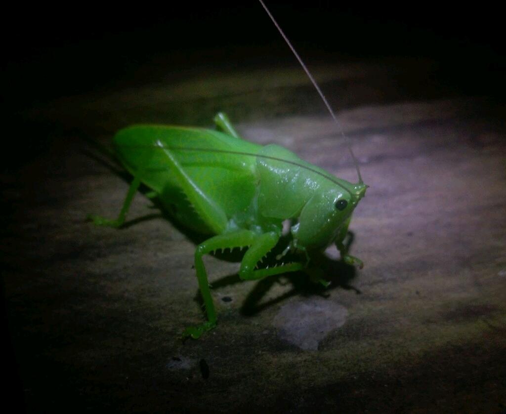 青牛螽属（Copiphora）中文名翻译 - 哔哩哔哩