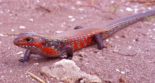 石龙子科Scincidae属级中文名整理（上） - 哔哩哔哩