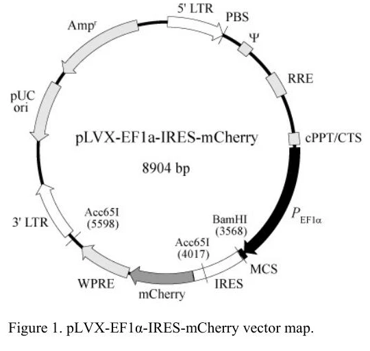 pLVX-EF1α-IRES-mCherry载体—艾普蒂生物 - 哔哩哔哩