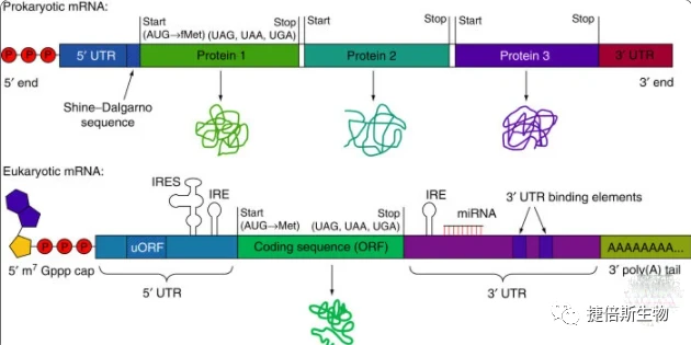 干货：一文读懂mRNA rRNA tRNA结构和功能 - 哔哩哔哩