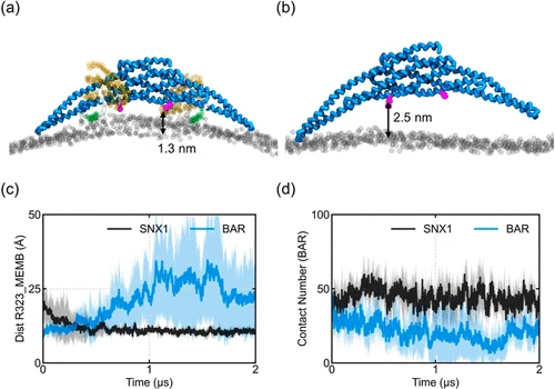 JPCB | 分子动力学：snx1蛋白诱导膜弯曲的分子机制研究 - 哔哩哔哩