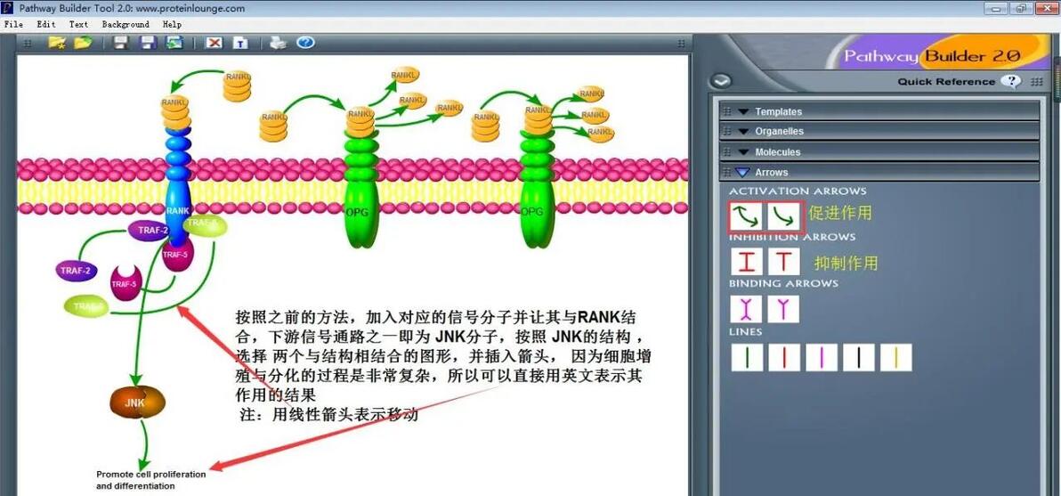 Pathway Builder Tool，分分钟搞定高大上的细胞信号通路图！ - 哔哩哔哩