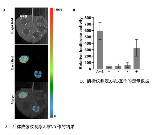 荧光系列技术对比：BiFC、LCA与DLR技术全解析 - 哔哩哔哩