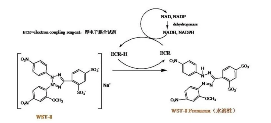 CCK-8检测细胞增殖/毒性实验全流程（含计算公式） - 哔哩哔哩