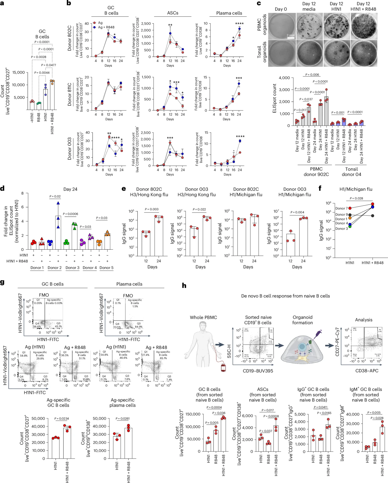 基于人类淋巴类器官模型揭示B细胞的复杂反应 - 哔哩哔哩