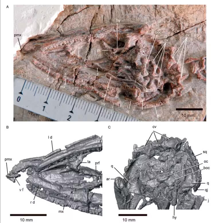 离龙目（Choristodera）基本介绍 - 哔哩哔哩