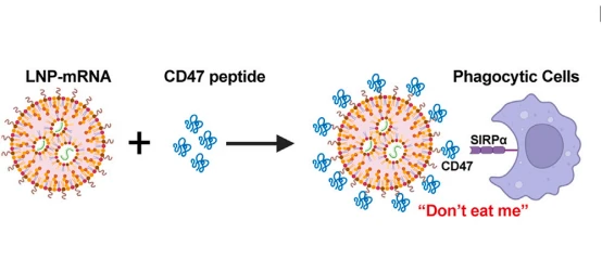 CD47 模拟肽（GNYTCEVTELSREGKTVIELK）修饰负载mRNA的脂质体纳米粒LNP - 哔哩哔哩