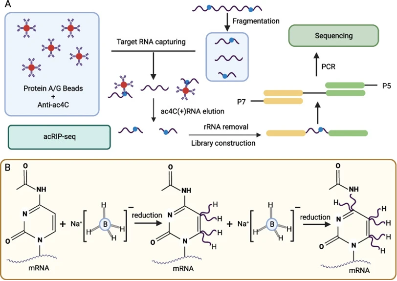 RNA修饰N4-乙酰胞苷（ac4C）的调控机制、检测方法及其在癌症中的研究进展 - 哔哩哔哩