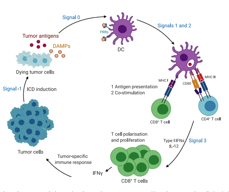 新型细胞死亡：免疫原性细胞死亡（ICD）诱导方式、标志物及检测、在肿瘤环境中的评估 - 哔哩哔哩
