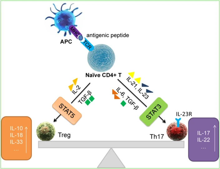 免疫细胞 | T细胞分类及标记物汇总详解版 - 哔哩哔哩