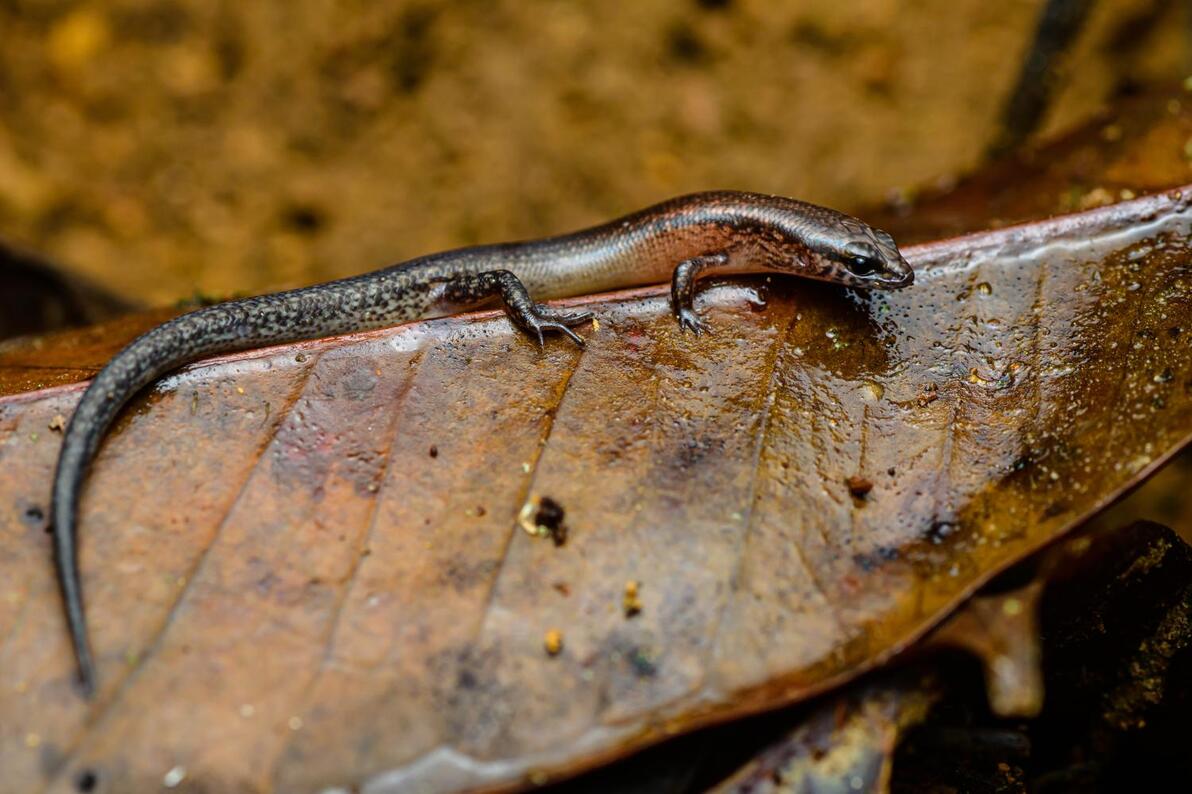 石龙子科Scincidae属级中文名整理（下） - 哔哩哔哩