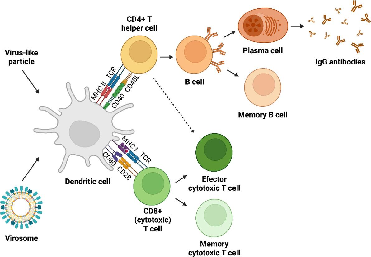 解锁VLP疫苗奥秘：初学者入门VLP疫苗指南及最全VLP表达平台解析 - 哔哩哔哩