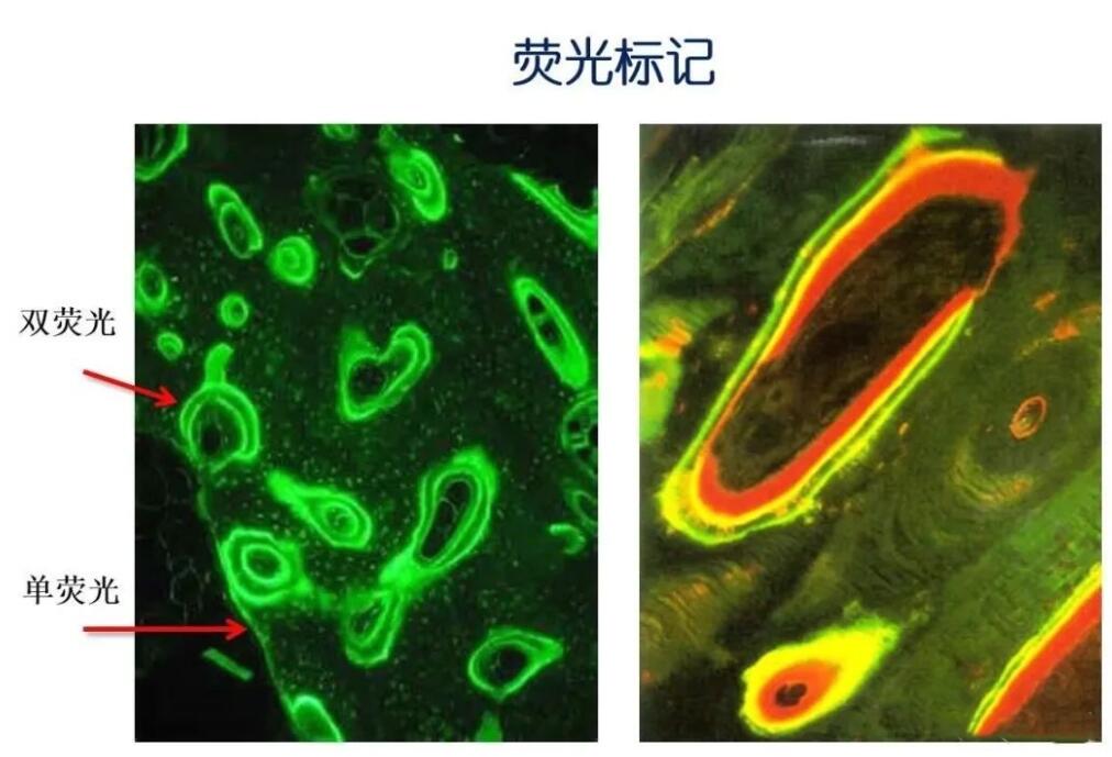 CY3/CY5/CY7/ICG/FITC标记穿膜肽TAT/MPG/CTP - 哔哩哔哩