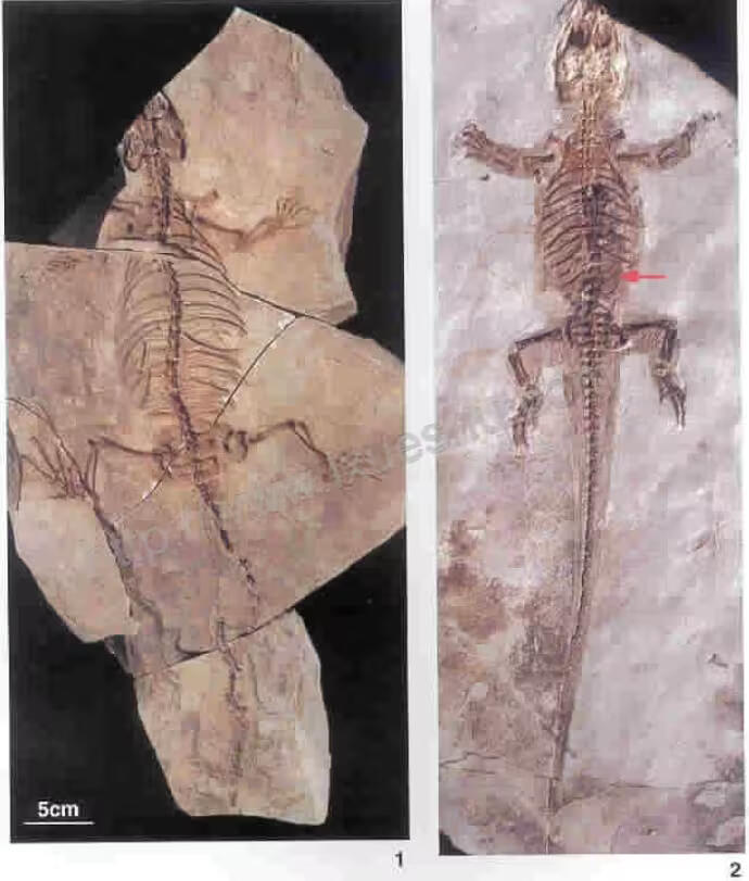 离龙目（Choristodera）基本介绍 - 哔哩哔哩