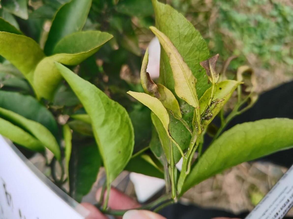 COR冠菌素：晚熟柑橘抗冻小妙招，这几点赶紧学起来，保证事半功倍 - 哔哩哔哩