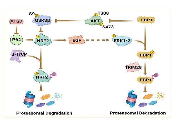 Nature|FBP1控制衰老MASH肝细胞的恶变演进 - 哔哩哔哩