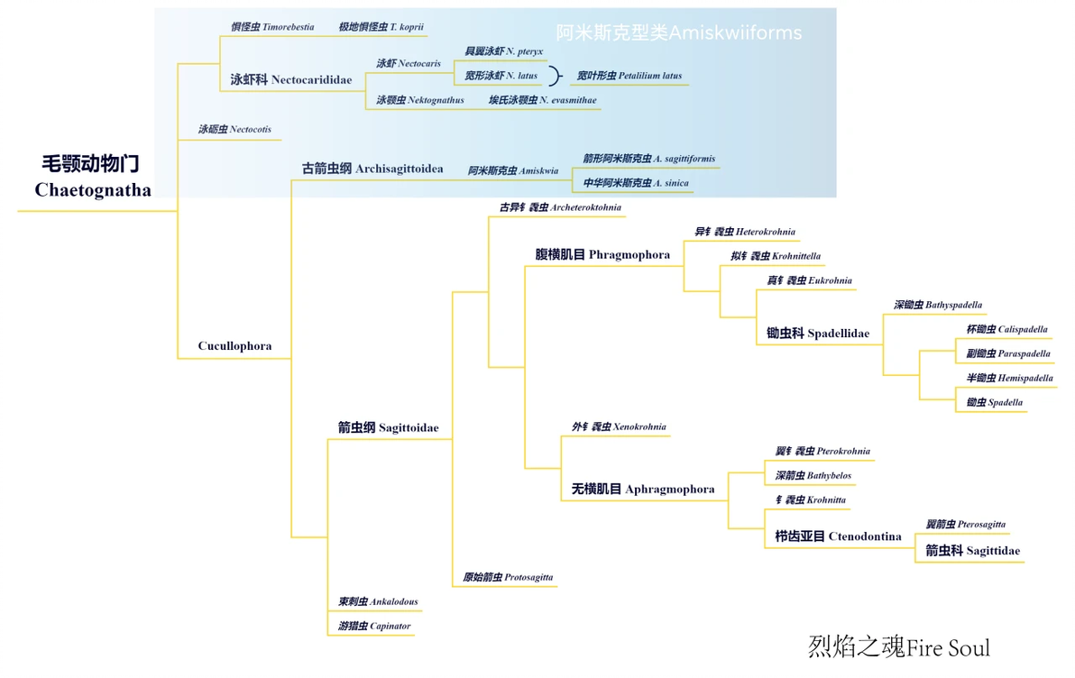 寒武魅影——泳虾科（Nectocarididae）跌宕的研究之路 - 哔哩哔哩