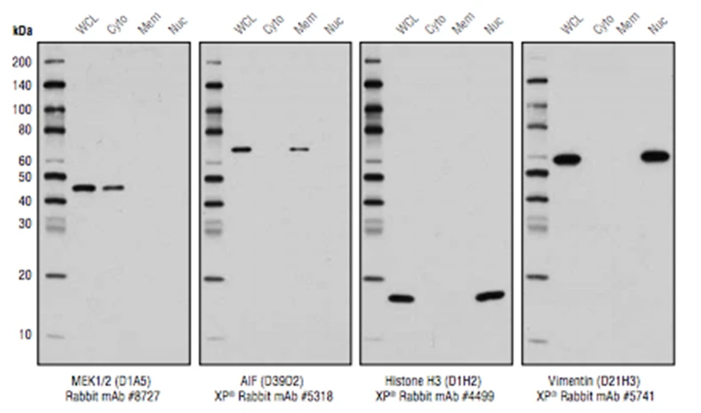 WB最全操作详解+64个问题分析，看完少走90%弯路！ - 哔哩哔哩