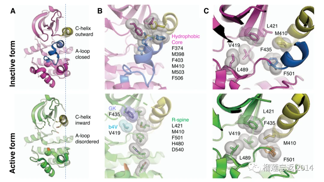 案例研究 | ABFEP 绝对自由能微扰预测 ITK 抑制剂的构象选择性 - 哔哩哔哩