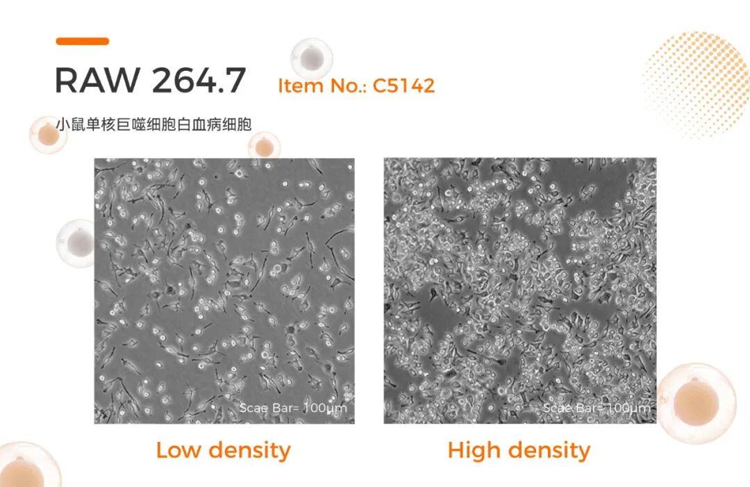 细胞培养 | RAW 264.7（Mouse Monocytic Macrophage Leukemia Cell Line） - 哔哩哔哩
