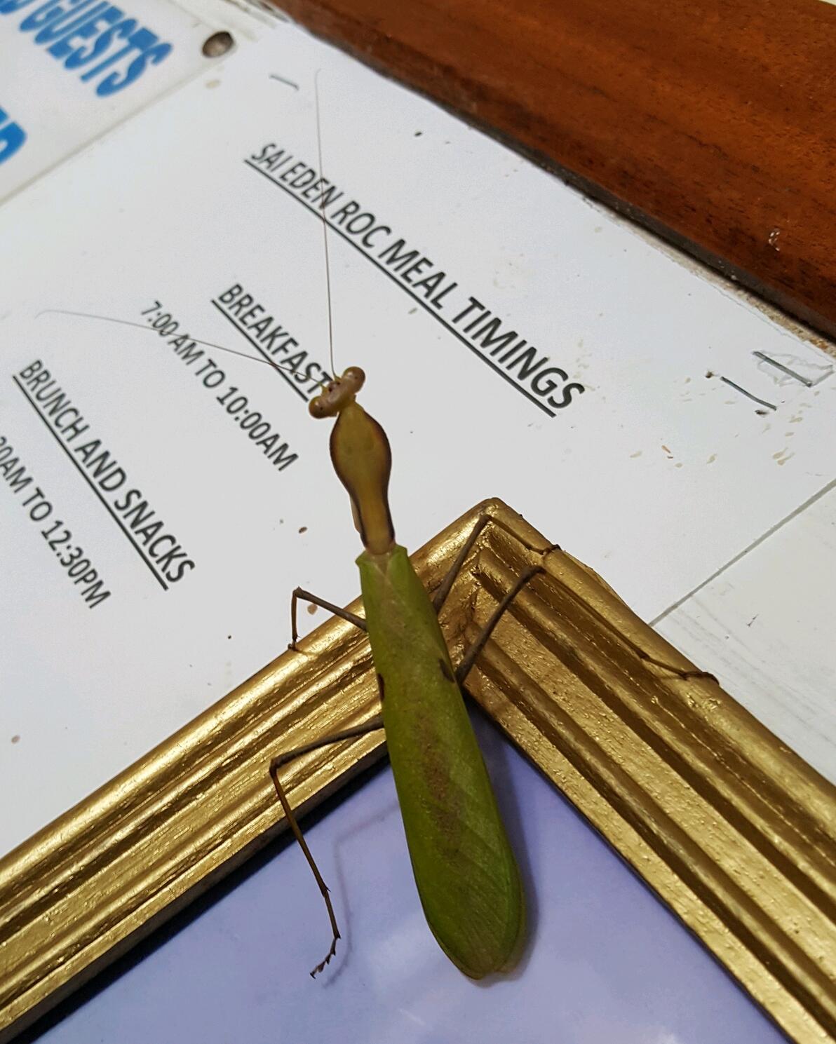 巨螳属（Sphodromantis）列表 - 哔哩哔哩