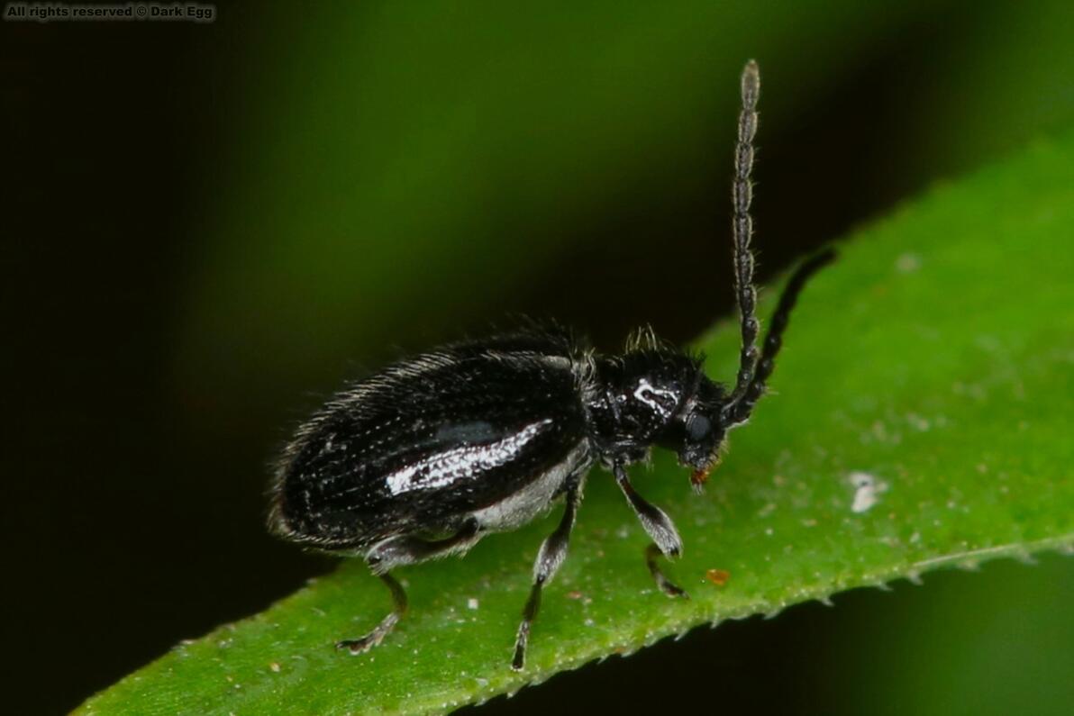 西南虫记·青川·唐家河·20230627 (3) - 哔哩哔哩