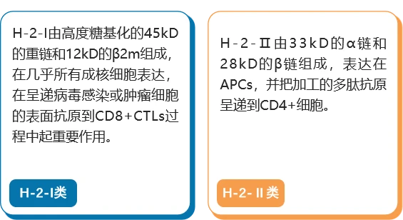 MHC分子：免疫系统的桥梁——探索守护者背后的秘密 - 哔哩哔哩